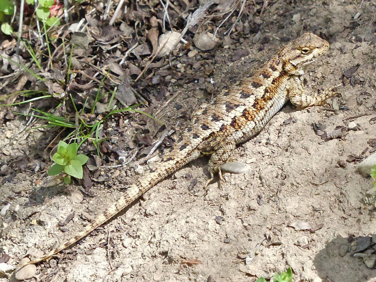 Coast Range Fence Lizard Life List Blog Posts
