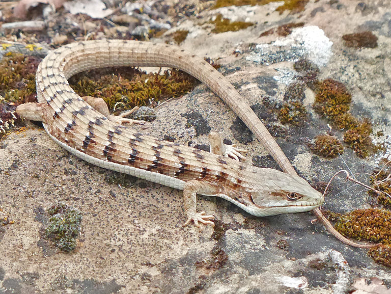 California Alligator Lizard – Life List Blog Posts
