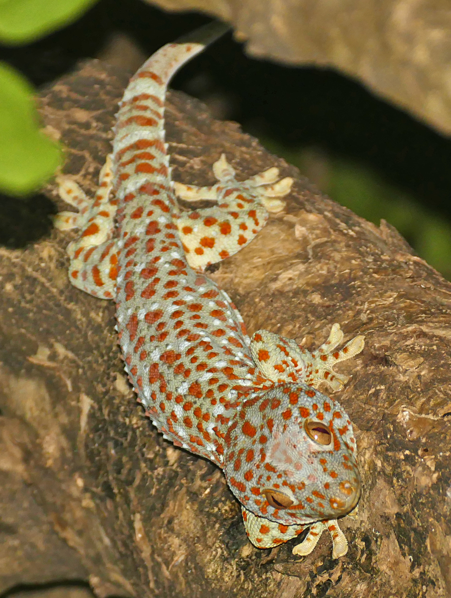 Tokay Gecko Life List Blog Posts Tokay Gecko Life List Blog Posts