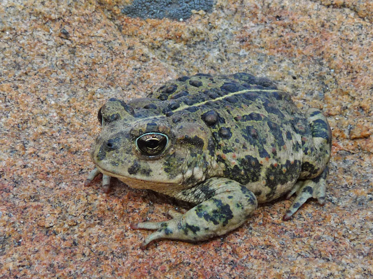 California Toad – Life List Blog Posts