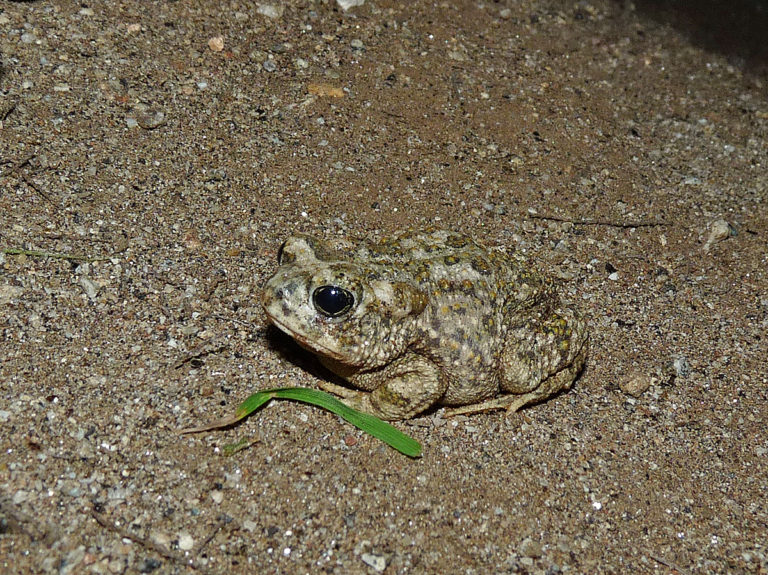 Arroyo Toad – Life List Blog Posts
