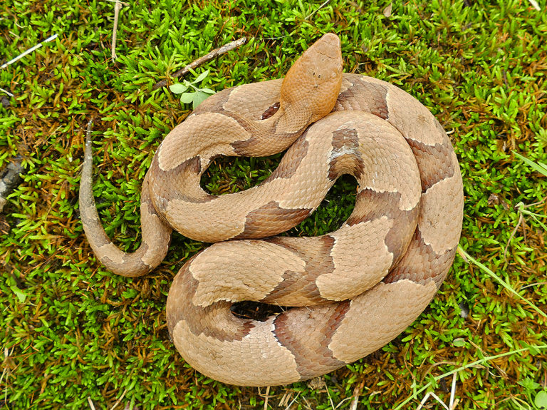 Osage Copperhead – Life List Blog Posts